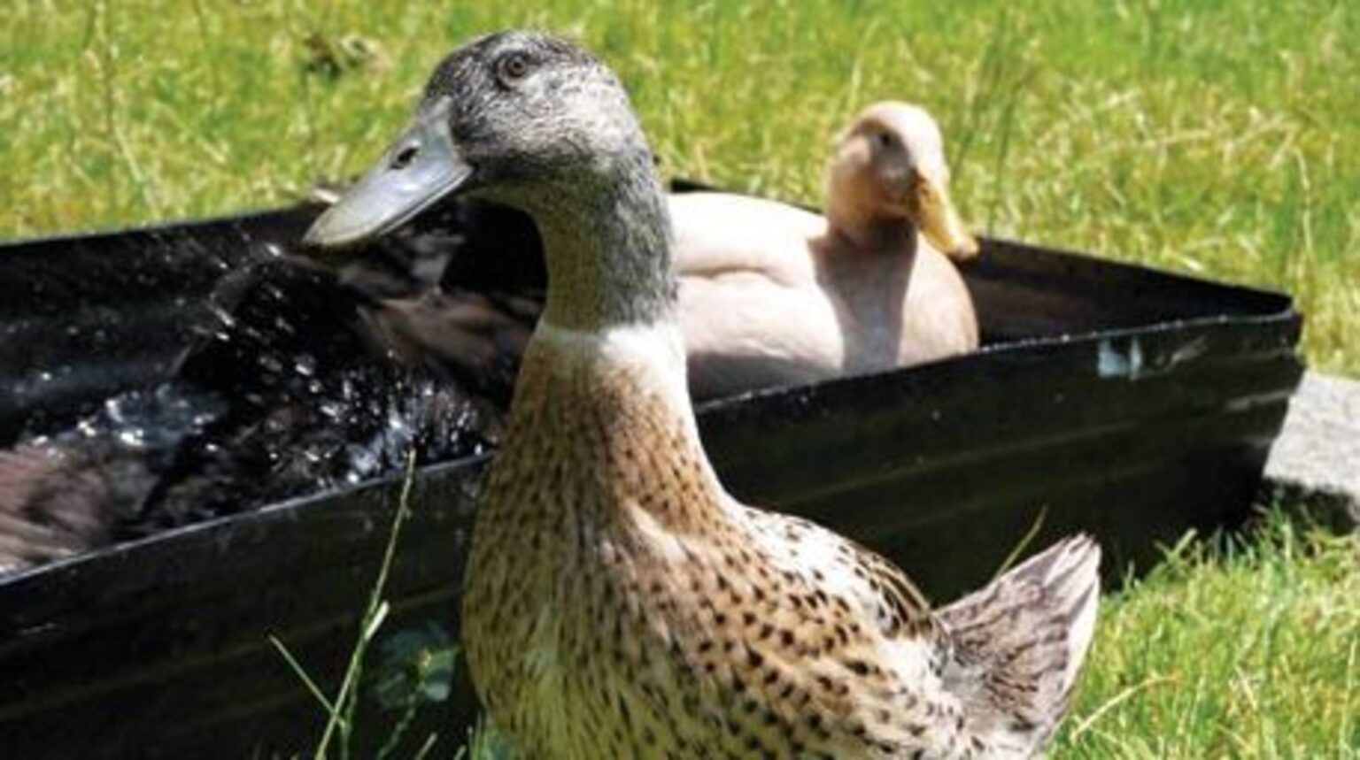 A Beginner's Guide to Keeping Ducks in Suburbia - Backyard Poultry
